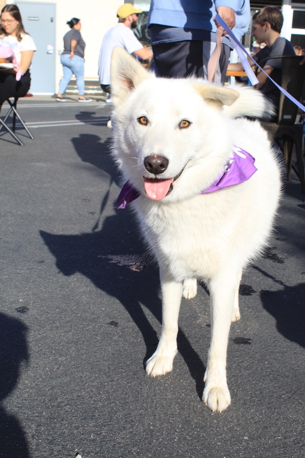 Paddling Paws Rescue