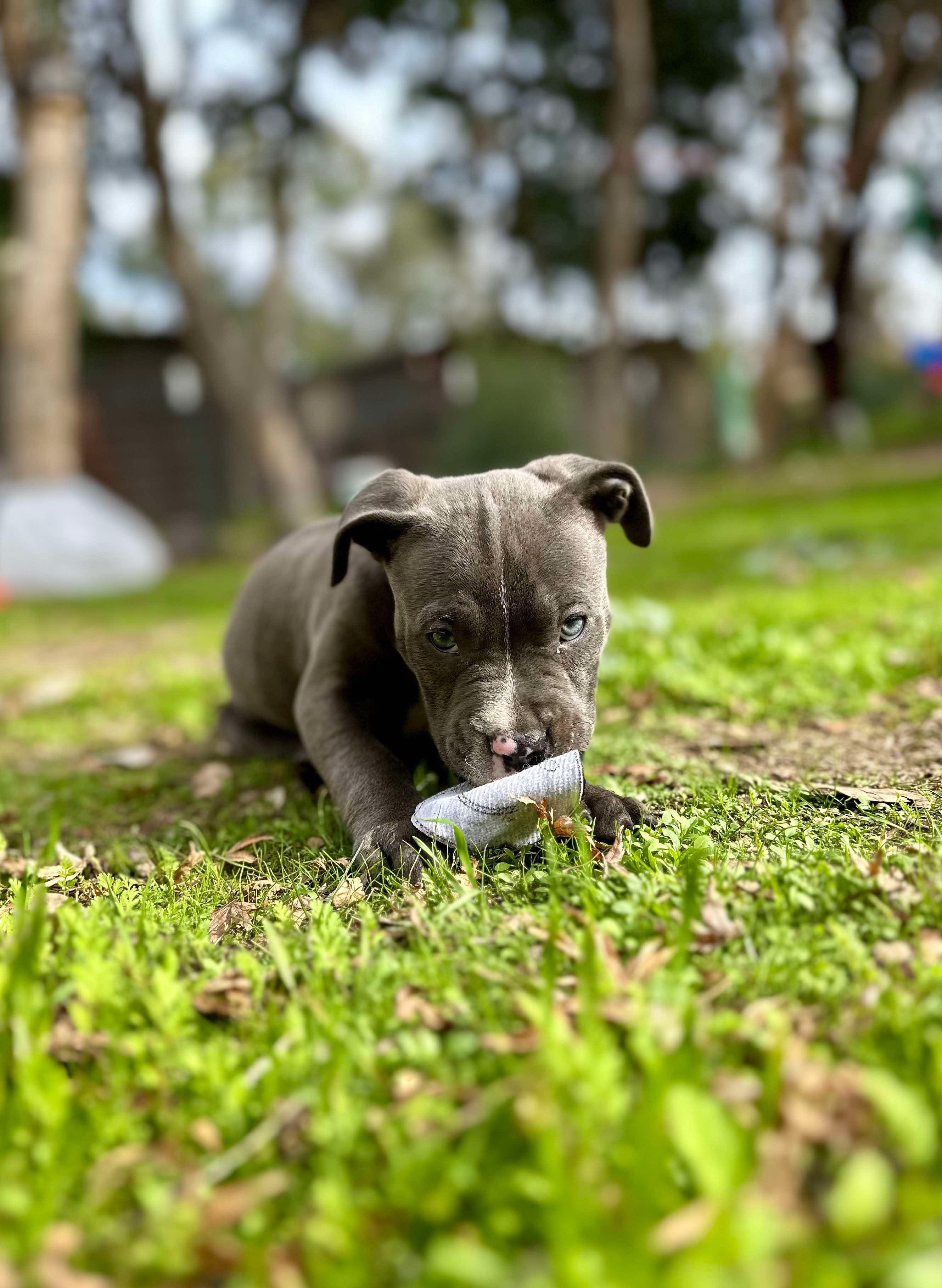 Paddling Paws Rescue